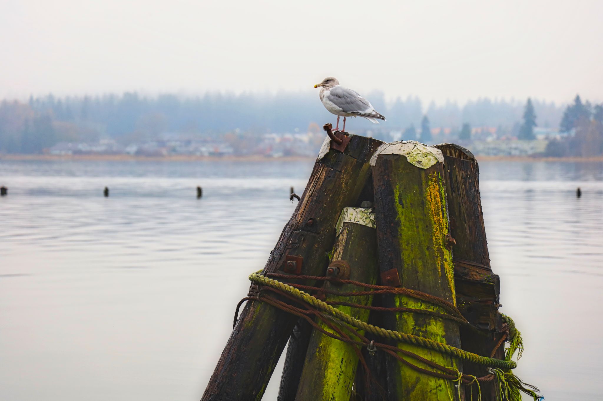 FotoRoland – Nature Photography by Roland Semjanovs